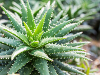 Cacti & Sun-Tolerant Succulents