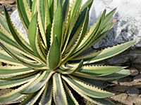 Cacti & Sun-Tolerant Succulents