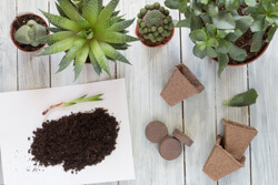 Care for Cactus in Containers | Arizona SummerWinds Nursery