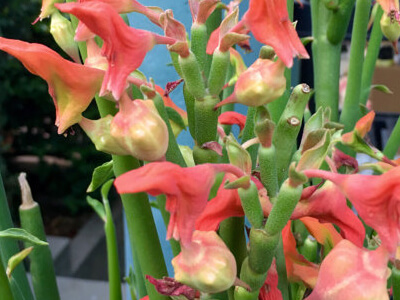 Cacti & Sun-Tolerant Succulents