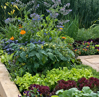 Companion Planting | Arizona SummerWinds Nursery