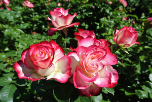 Bush & Shrub Roses | Arizona SummerWinds Nursery