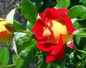 Bush & Shrub Roses | Arizona SummerWinds Nursery