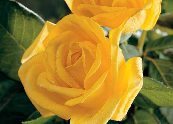 Bush & Shrub Roses | Arizona SummerWinds Nursery