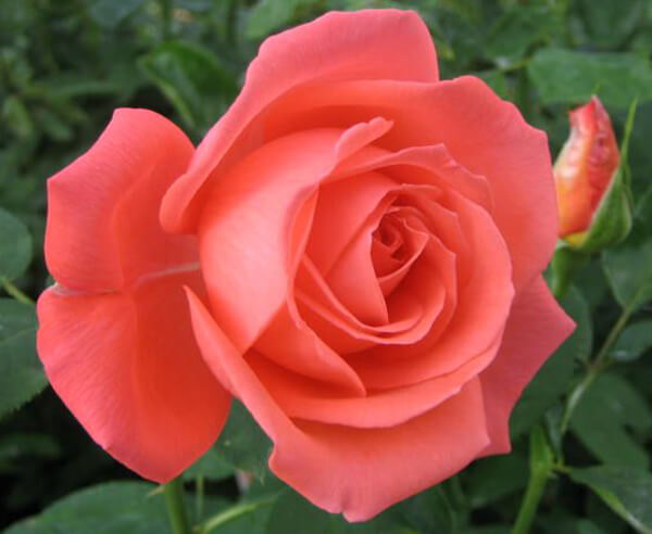 Bush & Shrub Roses | Arizona SummerWinds Nursery