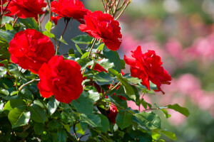 Bush & Shrub Roses | Arizona SummerWinds Nursery