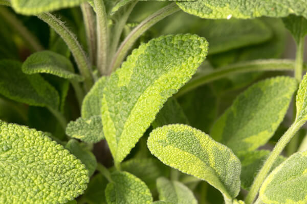 Edible & Ornamental Sages/Salvias | AZ SummerWinds Nursery