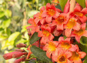 Summer Flowers | Arizona SummerWinds Nursery