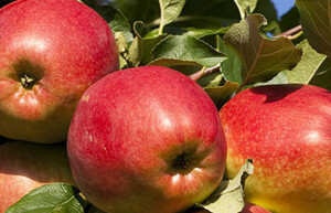 Trees for a Variety of Uses | Arizona SummerWinds Nursery