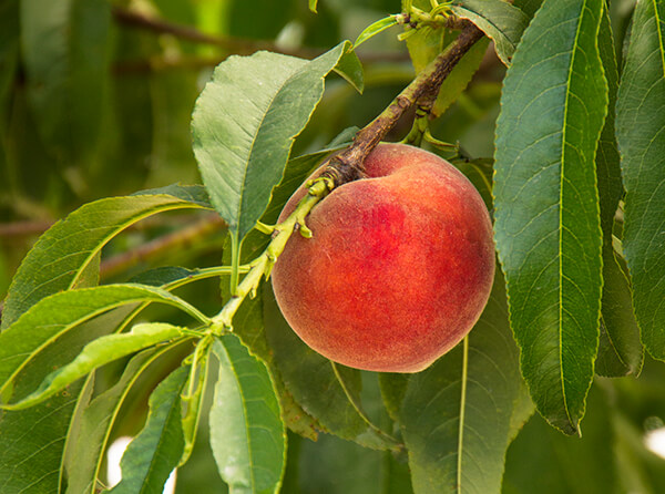 Trees for a Variety of Uses | Arizona SummerWinds Nursery