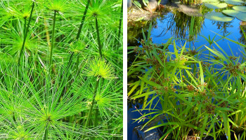 Aquatic Plants | Arizona SummerWinds Nursery