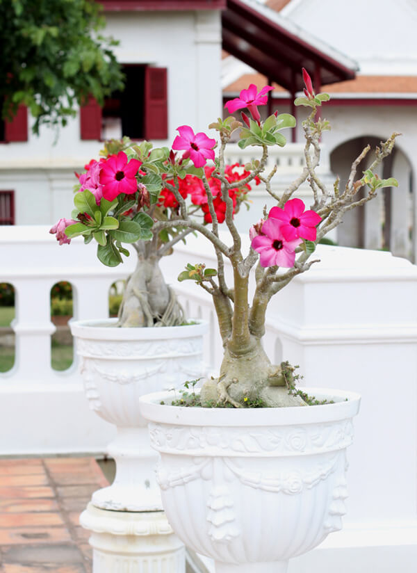 Adeniums - The Desert Rose | Arizona SummerWinds Nursery