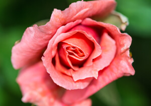 Bush & Shrub Roses | Arizona SummerWinds Nursery