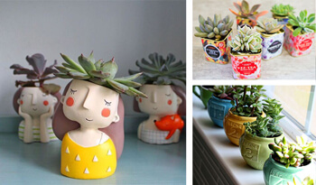 Succulents & Cacti | Arizona SummerWinds Nursery