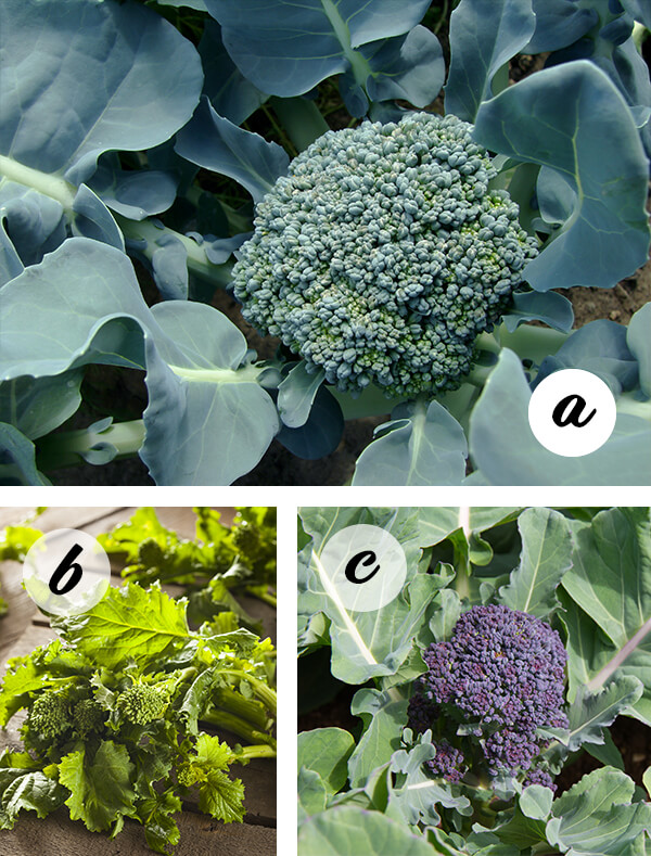 Fall Fruits, Veggies & Herbs | Arizona SummerWinds