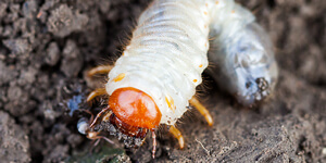 Garden Solutions for Common Pests | Arizona SummerWinds