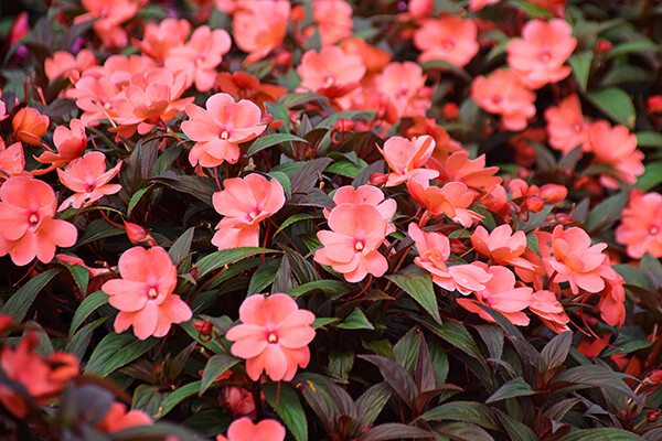 Add Splashes of Coral Color to Your Garden | AZ SummerWinds