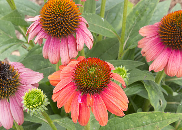 Add Splashes of Coral Color to Your Garden | AZ SummerWinds