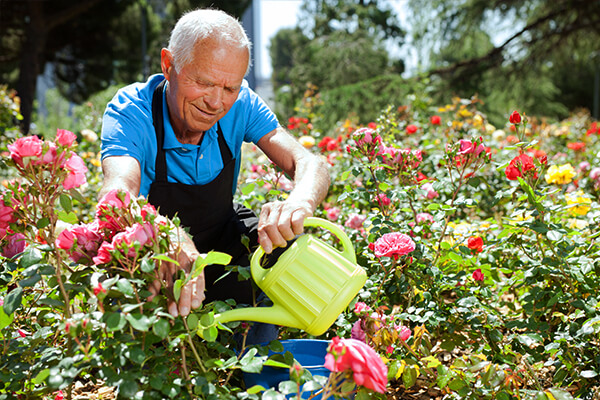 Rose Bush Care for Beginners | SummerWinds, AZ