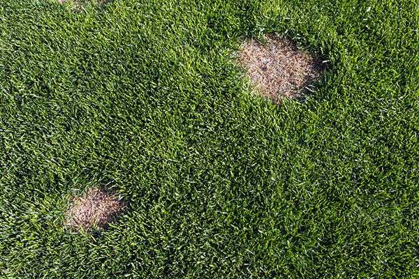 Year-Round Grub Worm Prevention | Arizona SummerWinds