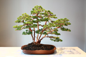 Discover the Ancient Art of Bonsai | Arizona SummerWinds