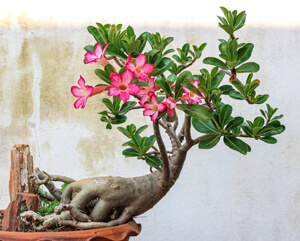 Bring Your Adenium Out of Dormancy | Arizona SummerWinds