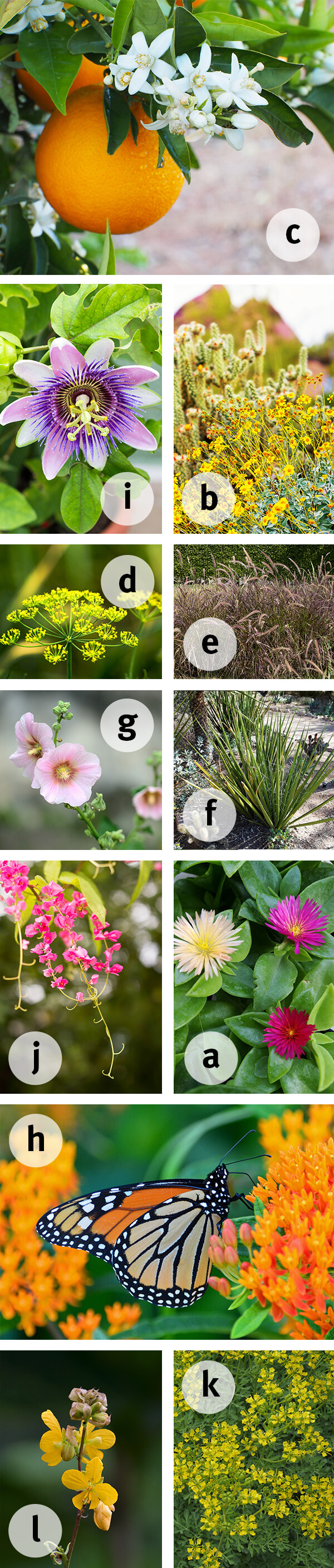 Plants that Support Butterflies | Arizona SummerWinds