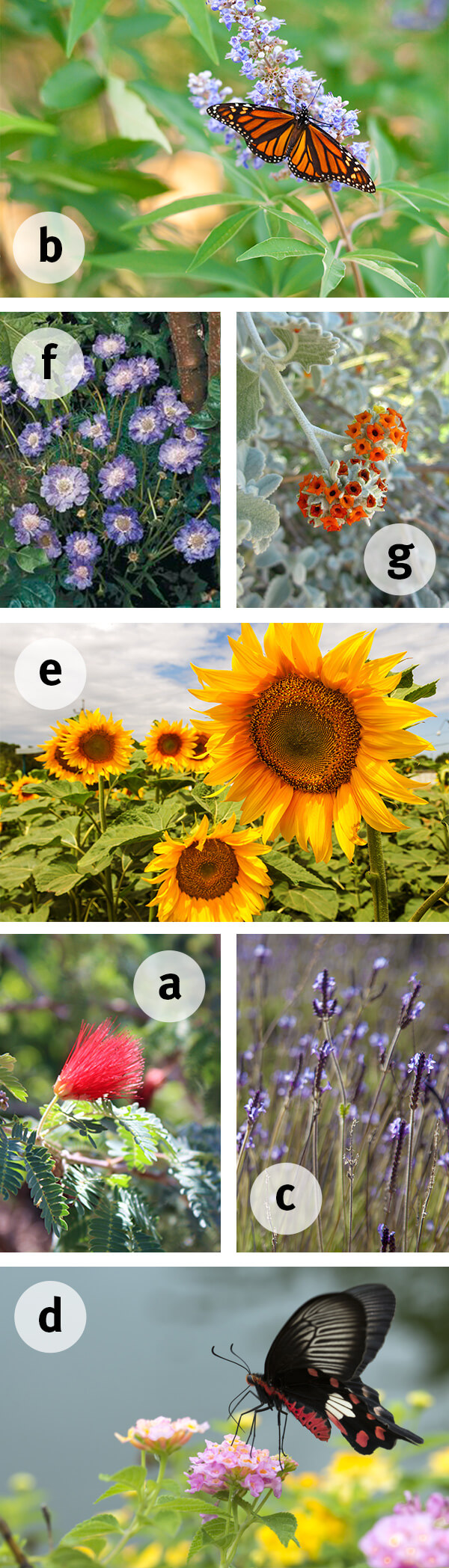 Plants that Support Butterflies | Arizona SummerWinds