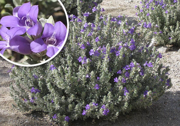 Unexpected Color With An Emu Bush | Arizona | SummerWinds