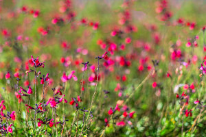 Unexpected Color With An Emu Bush | Arizona | SummerWinds