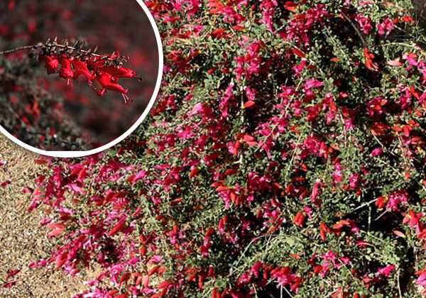 Unexpected Color With An Emu Bush | Arizona | SummerWinds