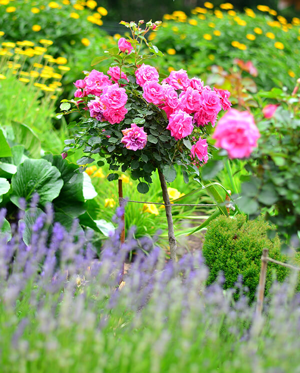 Roses Companion Plants | Arizona SummerWinds Nursery