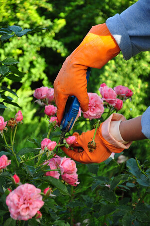 Companion Plants | California SummerWinds Nursery