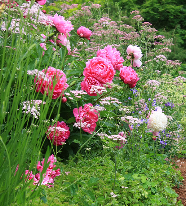 Roses Companion Plants | Arizona SummerWinds Nursery