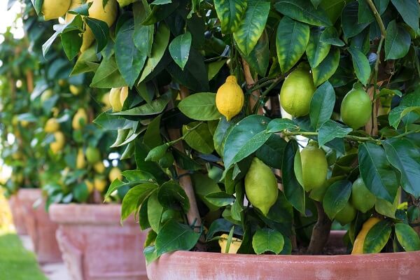 How To Grow Citrus Trees in Containers | Arizona SummerWinds