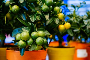 How To Grow Citrus Trees in Containers | Arizona SummerWinds