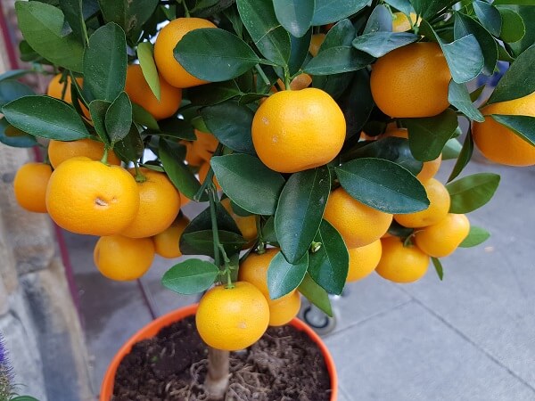 How To Grow Citrus Trees in Containers | Arizona SummerWinds