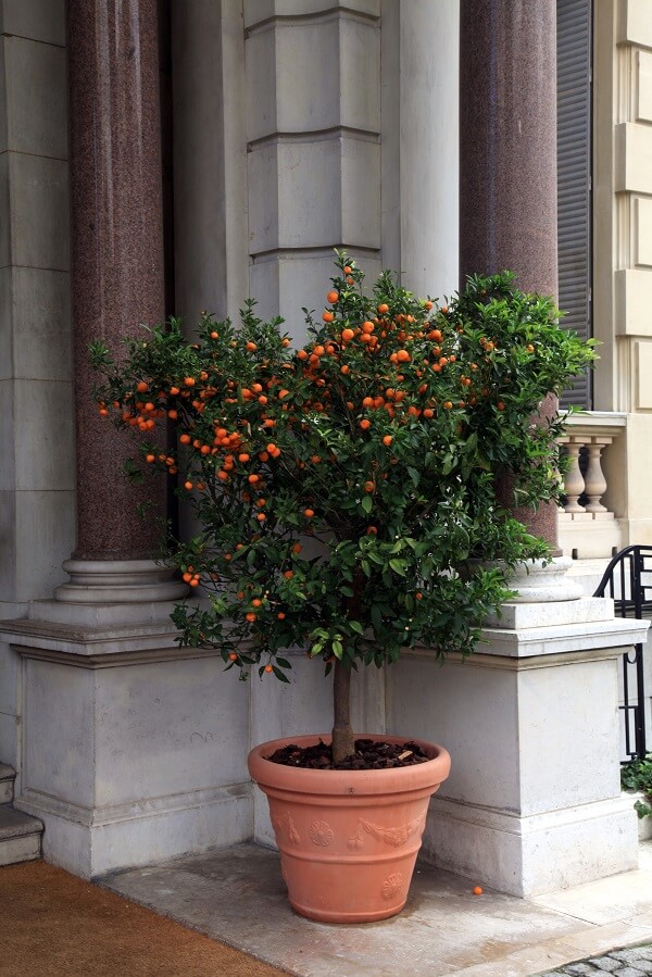 How To Grow Citrus Trees in Containers | Arizona SummerWinds