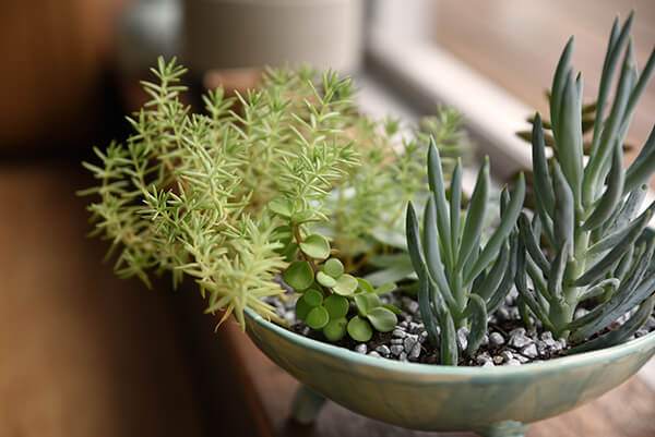 Beautiful Succulents Conserve Water | Arizona SummerWinds