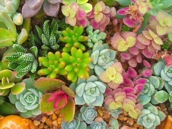 Beautiful Succulents Conserve Water | Arizona SummerWinds
