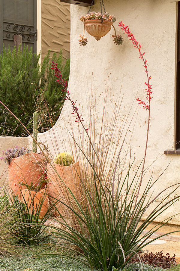 Attract Hummingbirds to Your Garden |AZ SummerWinds Nursery