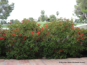 Attract Hummingbirds to Your Garden |AZ SummerWinds Nursery