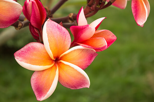 How to Grow & Care for Plumeria | Arizona SummerWinds