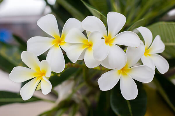 How to Grow & Care for Plumeria | Arizona SummerWinds