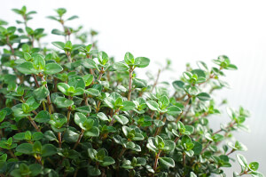 Top Reasons to Plant Thyme | Arizona SummerWinds Nursery
