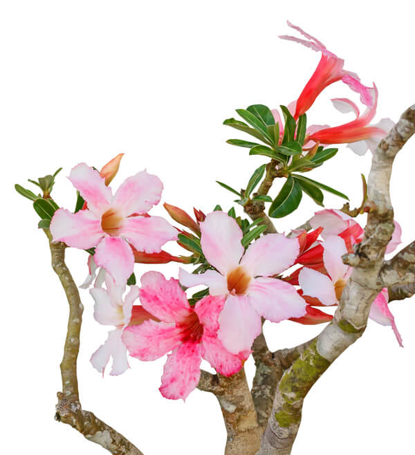 How to Care for Adeniums in Winter - SummerWinds AZ
