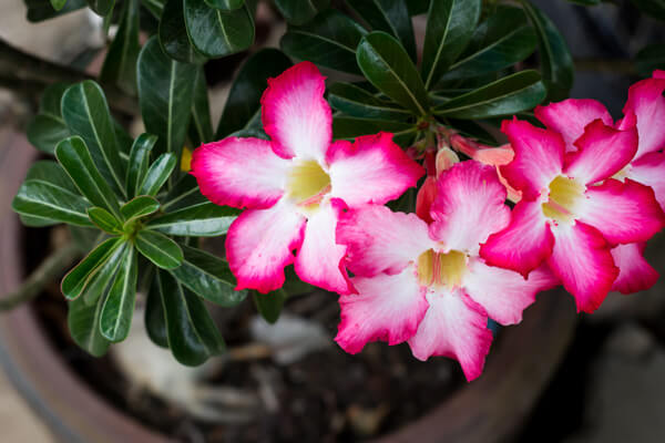 How to Care for Adeniums in Winter - SummerWinds AZ