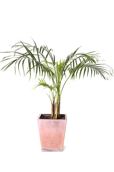 Perfect Palms For Growing In Containers | Blog | CA SummerWinds