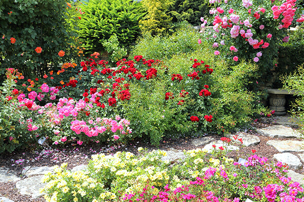 What You Need To Know About Roses | SummerWinds CA