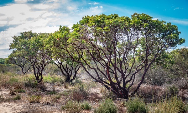 Fire Resistant Plants | Blog | California SummerWinds